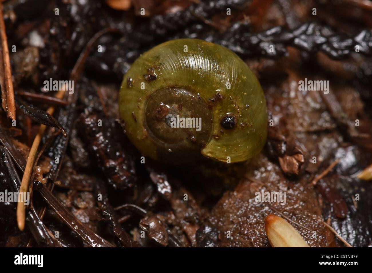 Robust Lancetooth Snail (Haplotrema vancouverense Stock Photo - Alamy