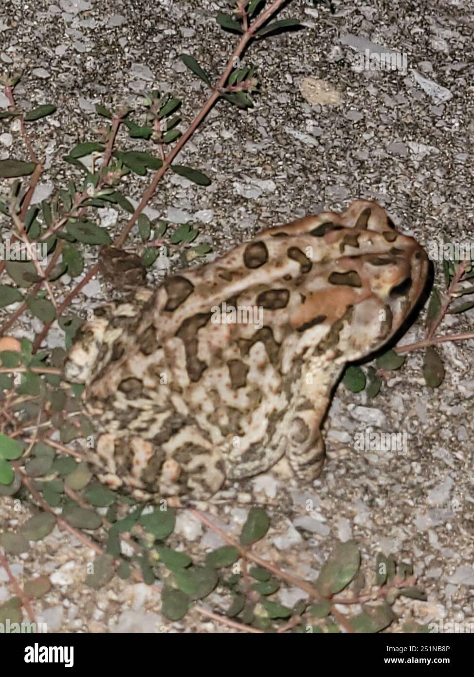 Southern Toad (Anaxyrus terrestris Stock Photo - Alamy