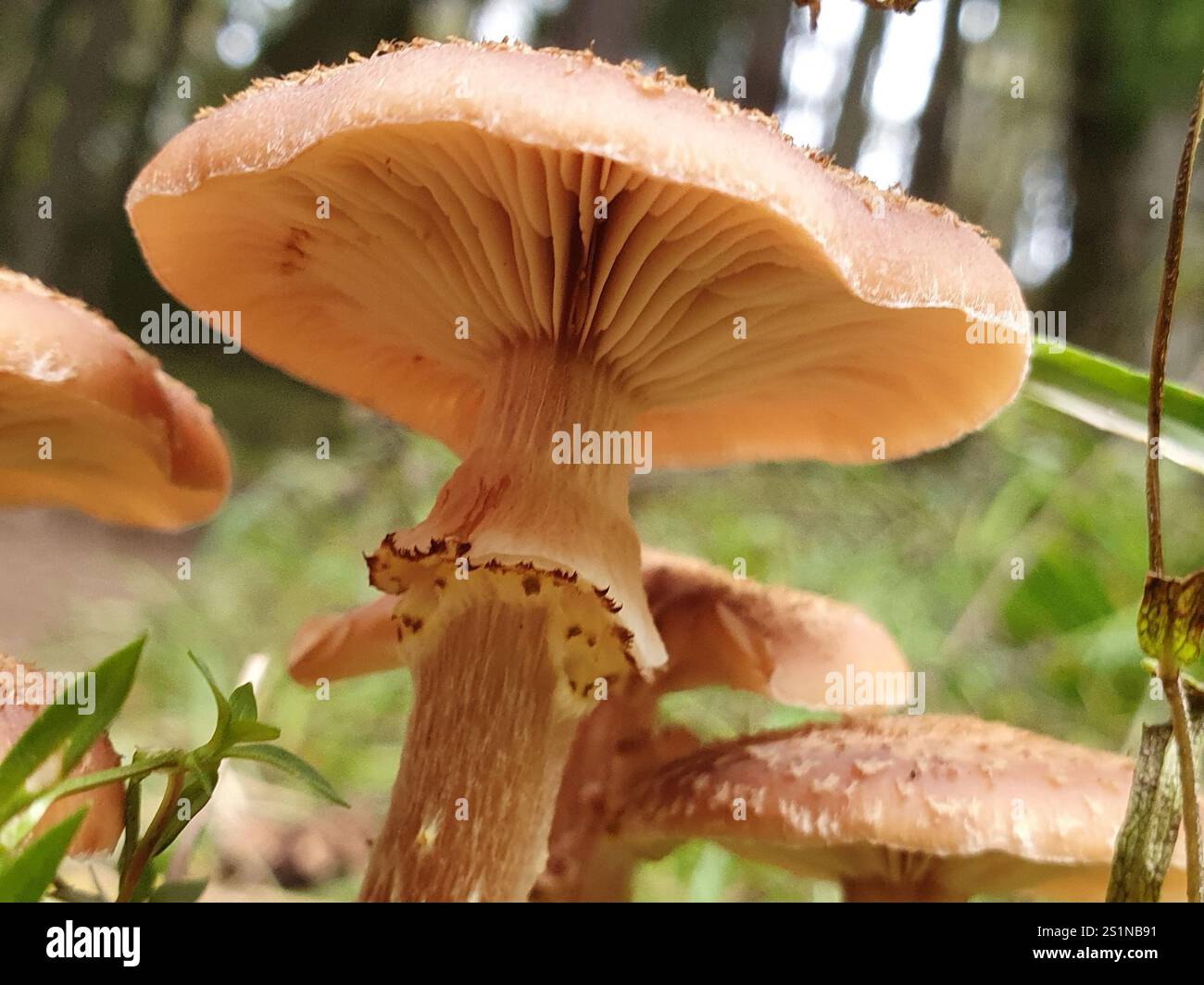 honey mushrooms (Armillaria Stock Photo - Alamy