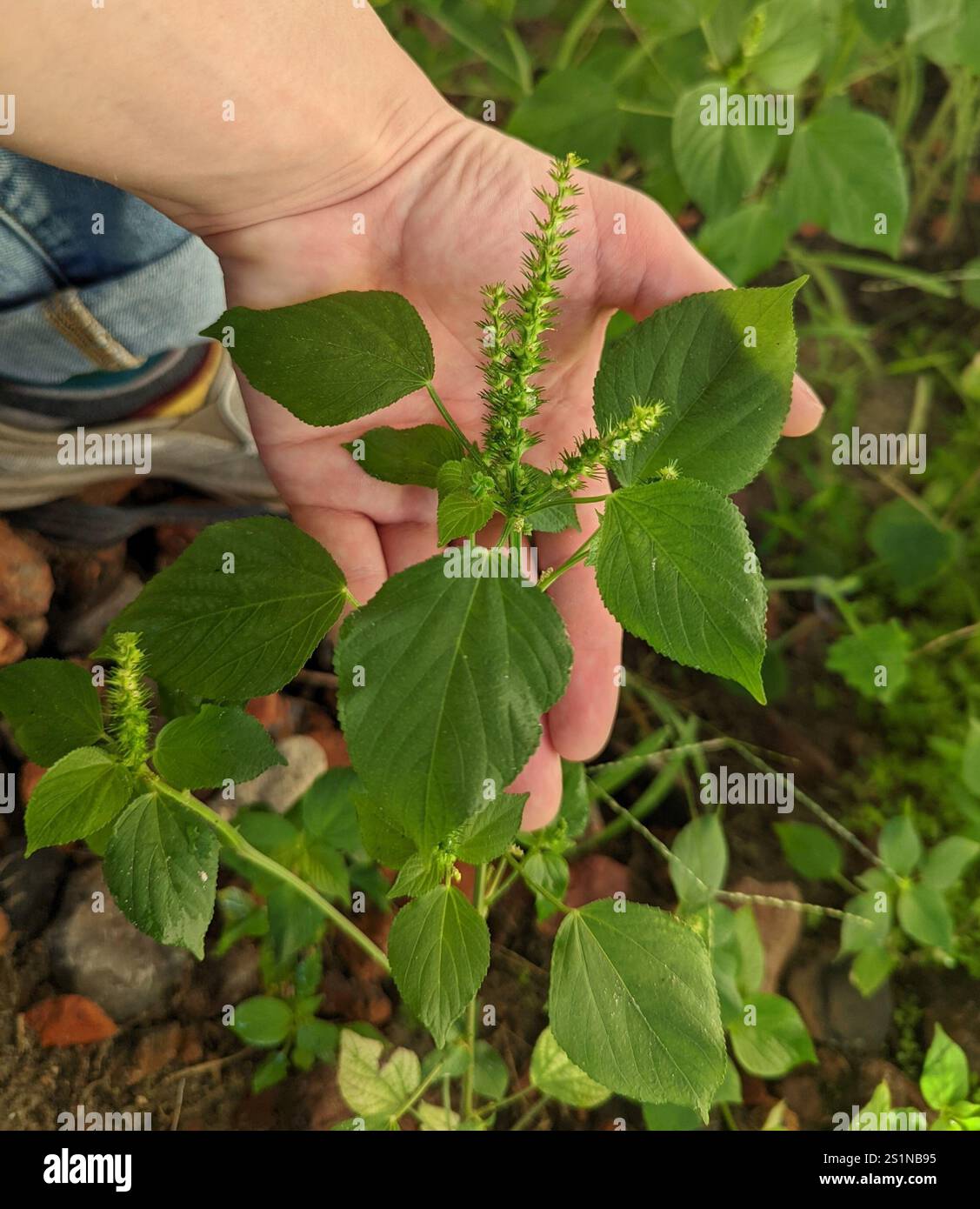 Cuban copperleaf (Acalypha setosa Stock Photo - Alamy