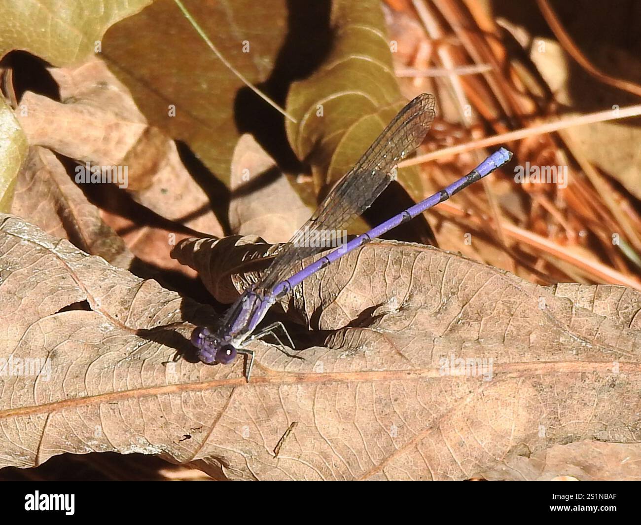 Variable Dancer (Argia fumipennis Stock Photo - Alamy