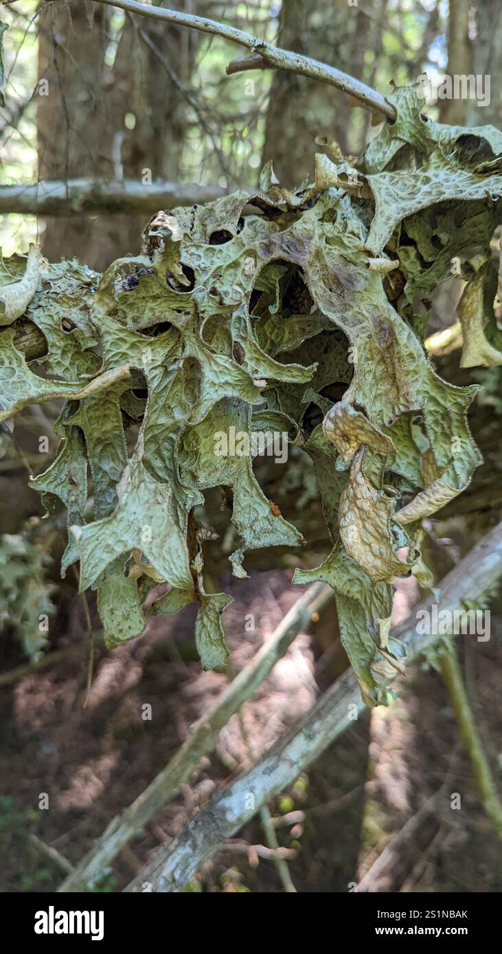 Tree Lungwort (Lobaria pulmonaria Stock Photo - Alamy