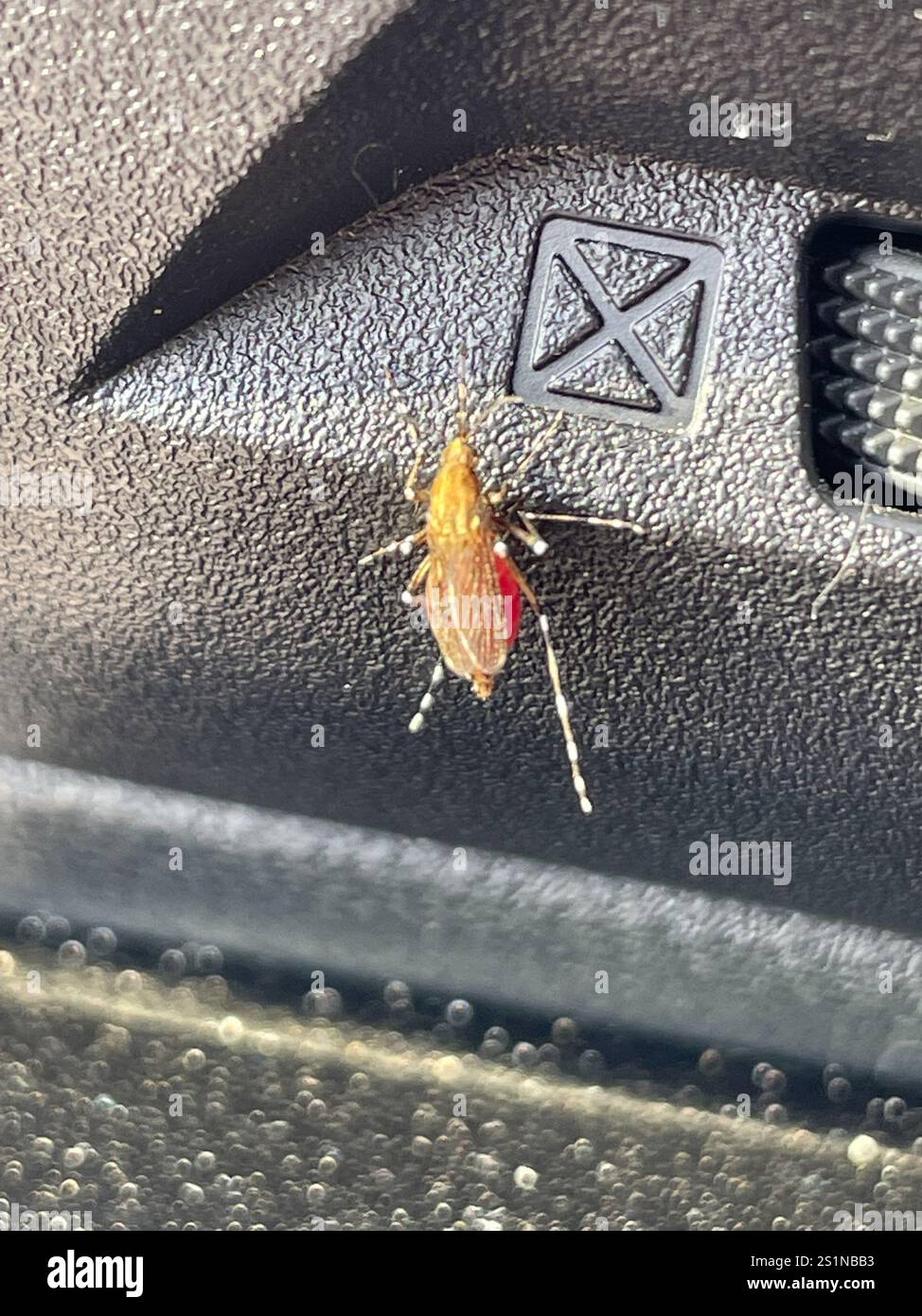 Eastern Saltmarsh Mosquito (Aedes sollicitans Stock Photo - Alamy