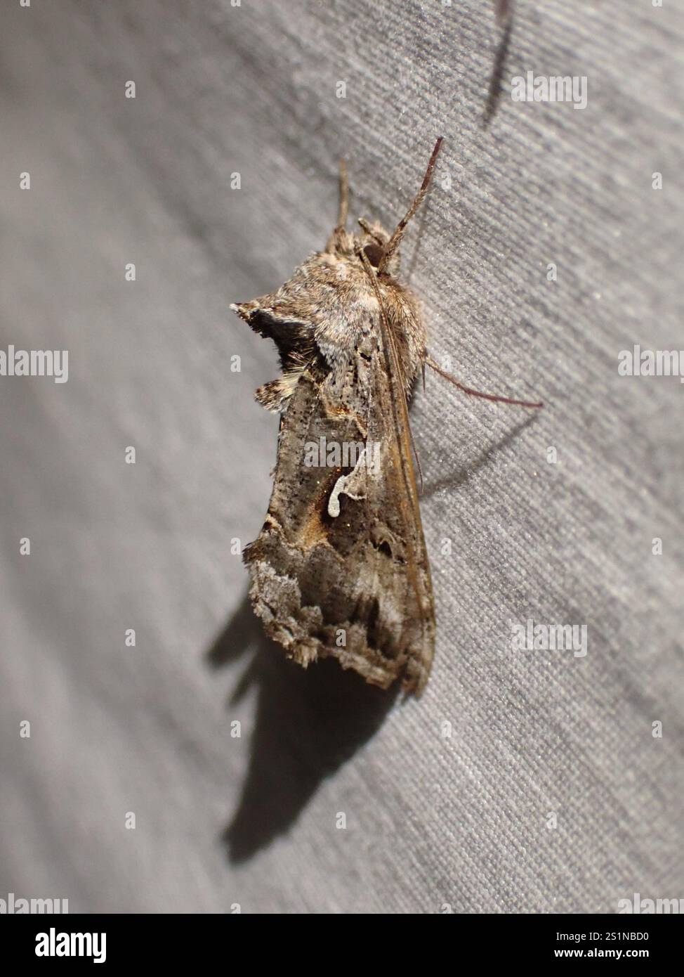 Alfalfa Looper (Autographa californica Stock Photo - Alamy