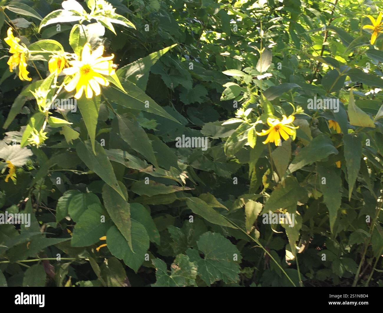 stiff-hair sunflower (Helianthus hirsutus Stock Photo - Alamy