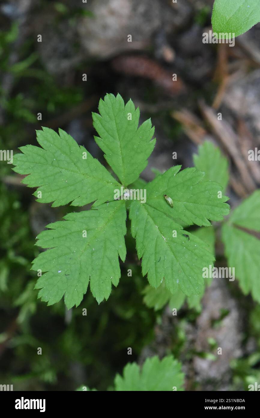Five-leaf Dwarf Bramble (Rubus pedatus Stock Photo - Alamy