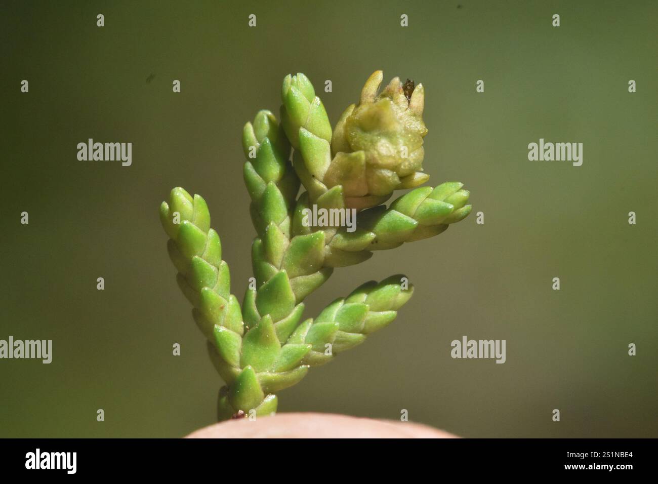 Cypress Gall Midge (Walshomyia cupressi Stock Photo - Alamy