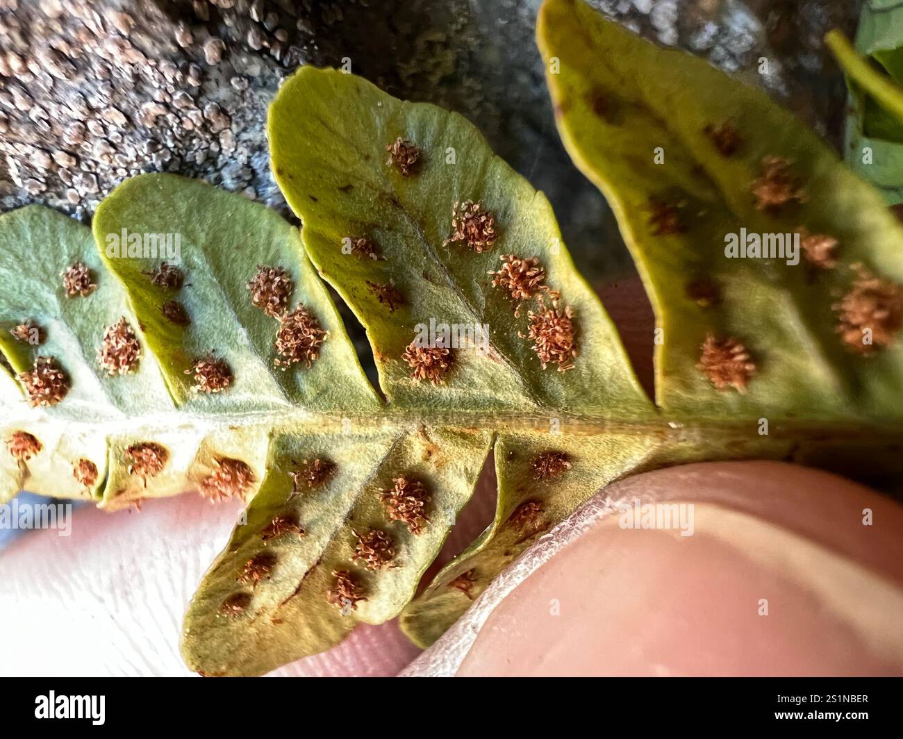 irregular polypody (Polypodium amorphum Stock Photo - Alamy