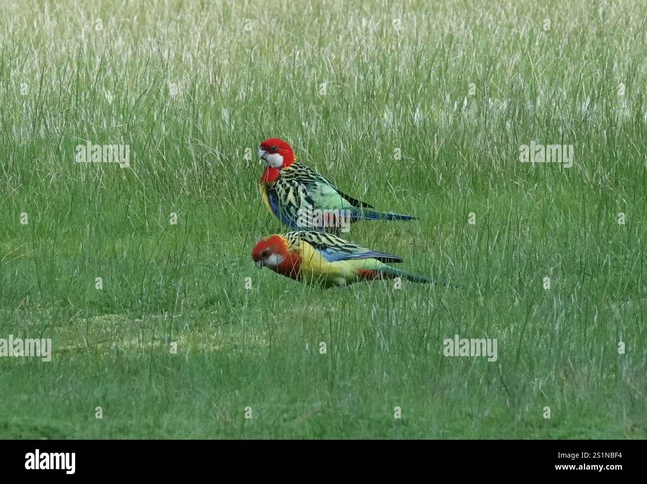 Southeast Eastern Rosella (Platycercus eximius eximius Stock Photo - Alamy