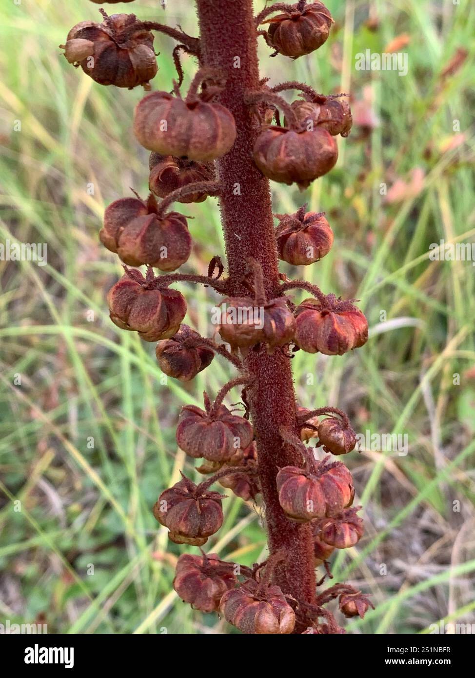 woodland pinedrops (Pterospora andromedea Stock Photo - Alamy