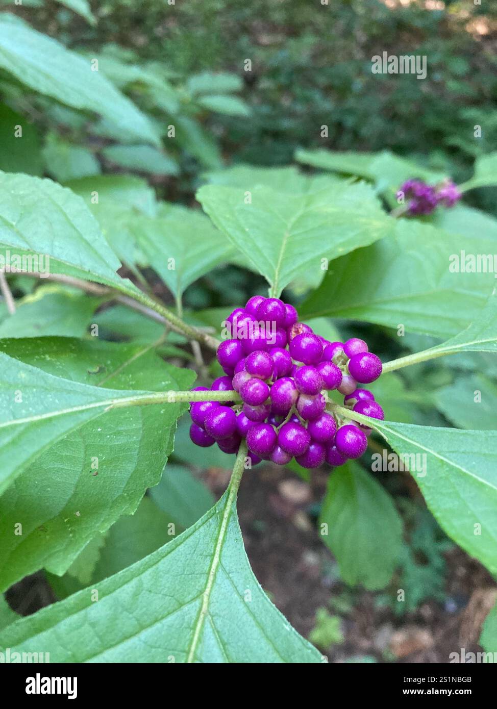 American beautyberry (Callicarpa americana Stock Photo - Alamy