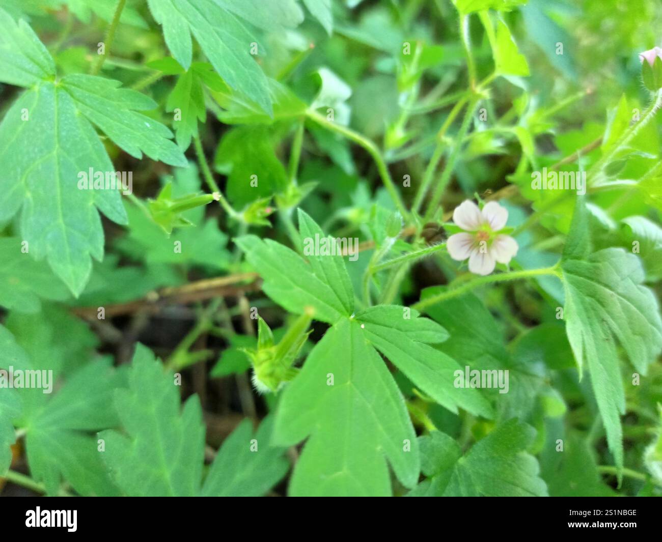 Siberian Crane's-bill (Geranium sibiricum Stock Photo - Alamy