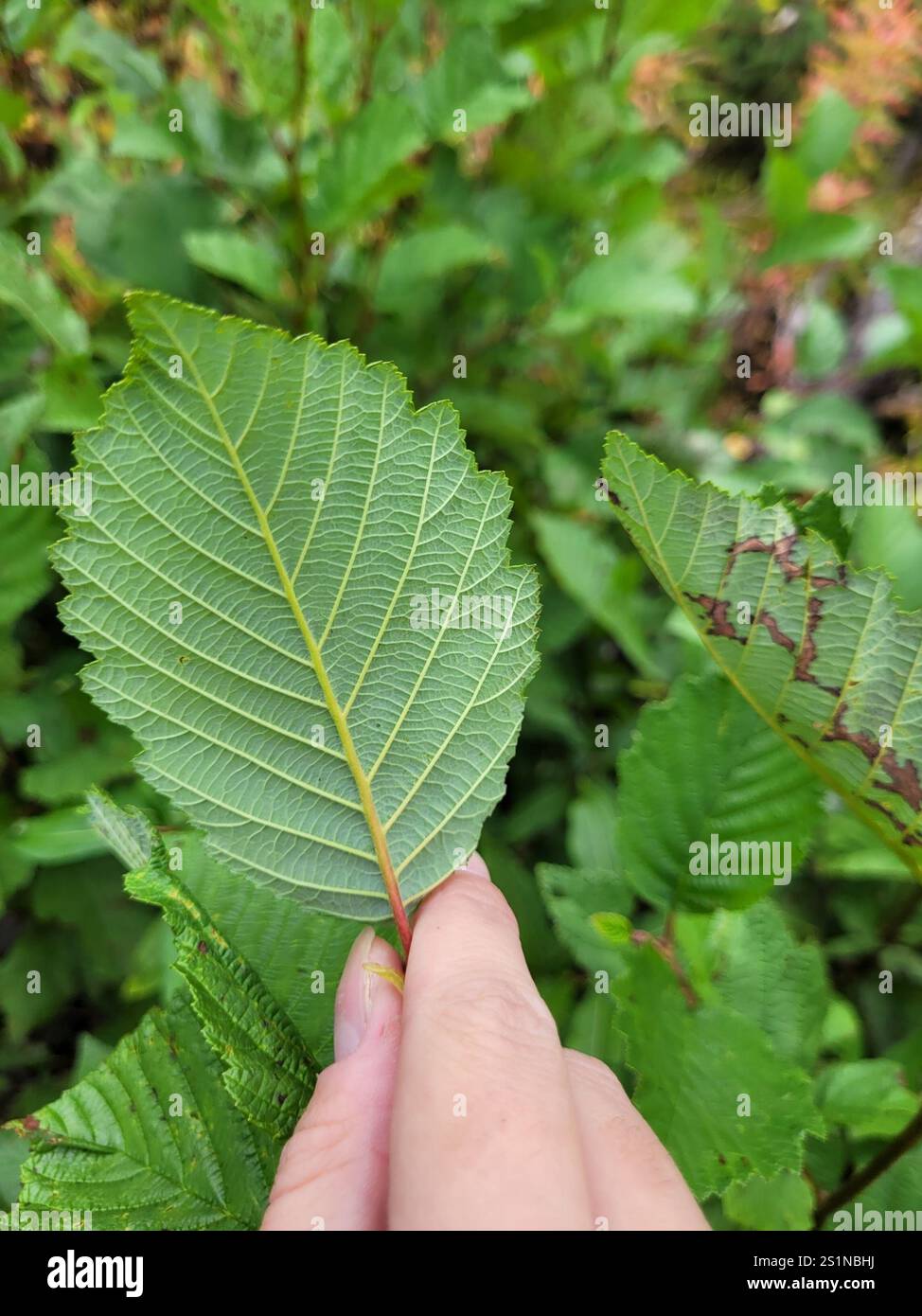 swamp alder (Alnus incana rugosa Stock Photo - Alamy