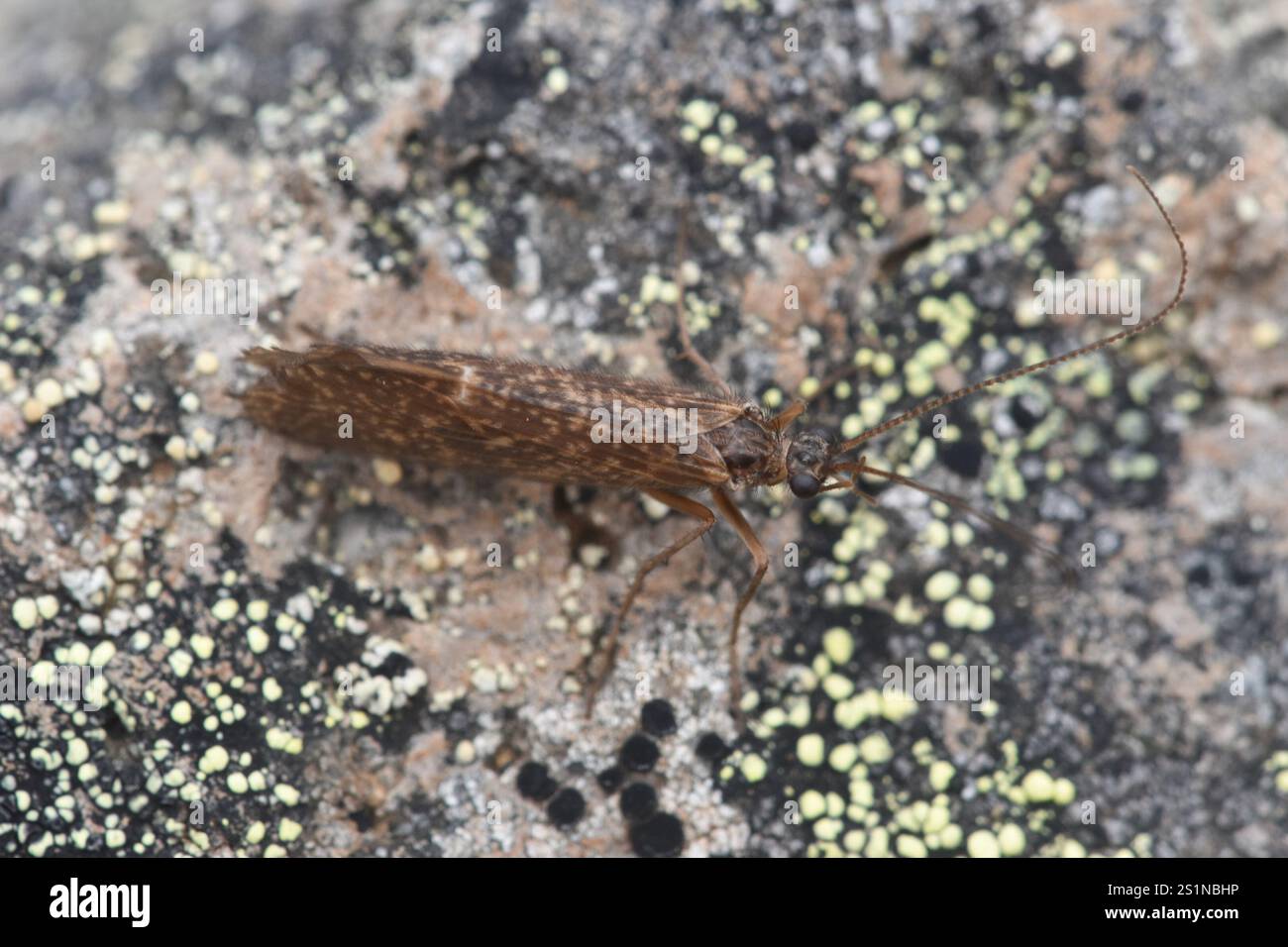 Northern Caddisflies (Limnephilidae Stock Photo - Alamy