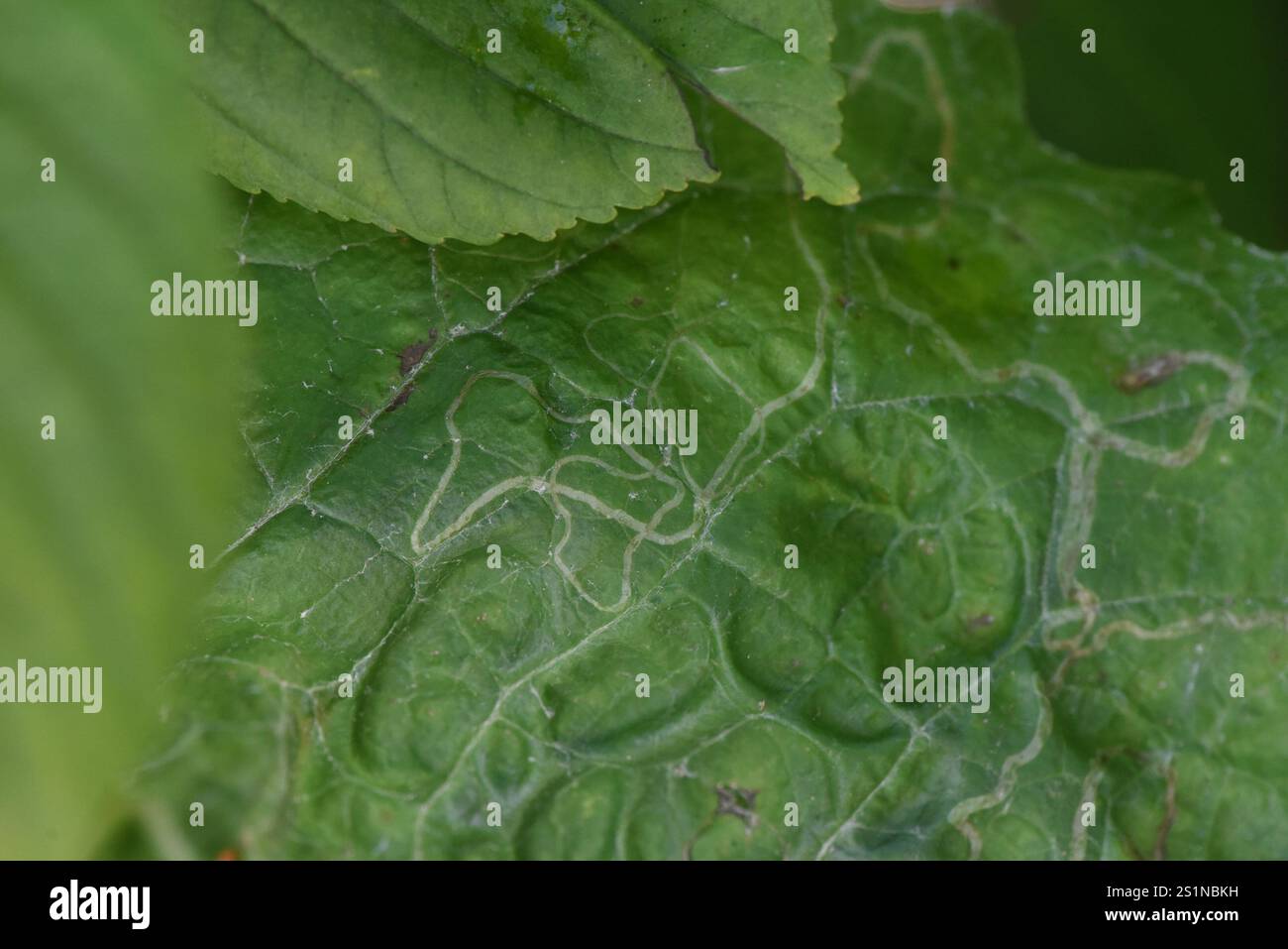 Winged and Once-winged Insects (Pterygota Stock Photo - Alamy
