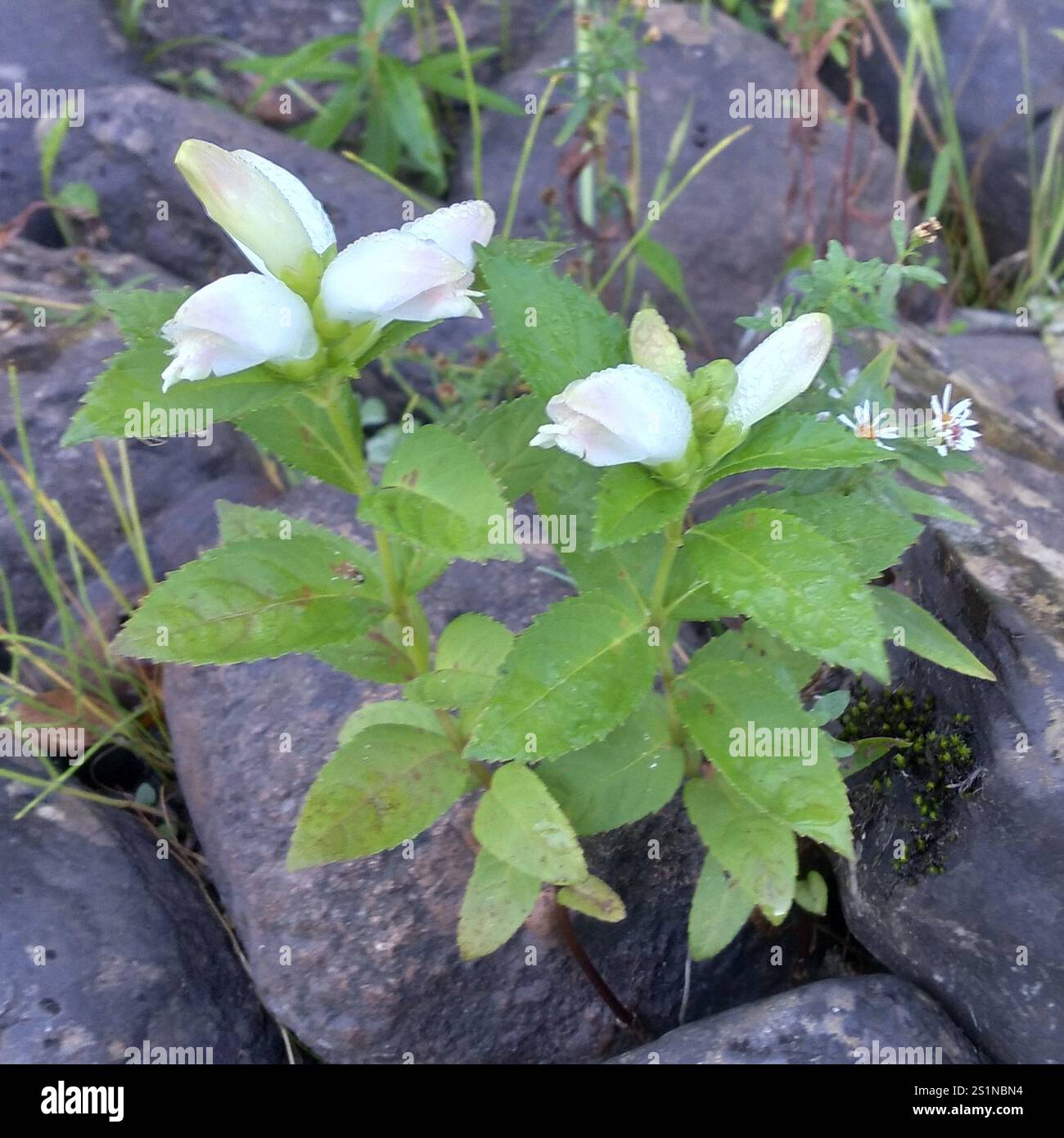 white turtlehead (Chelone glabra Stock Photo - Alamy
