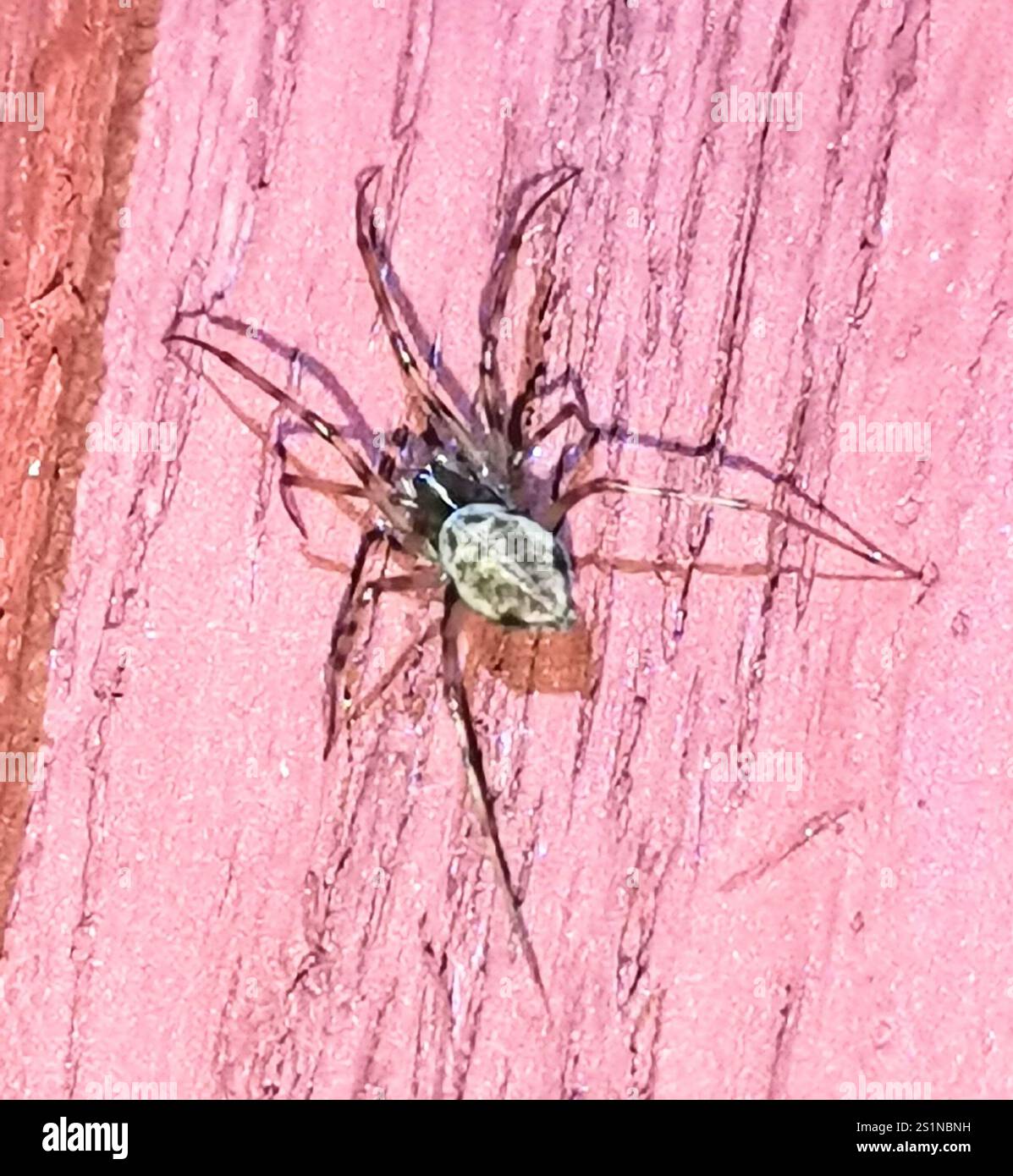 Invisible Spider (Drapetisca socialis Stock Photo - Alamy