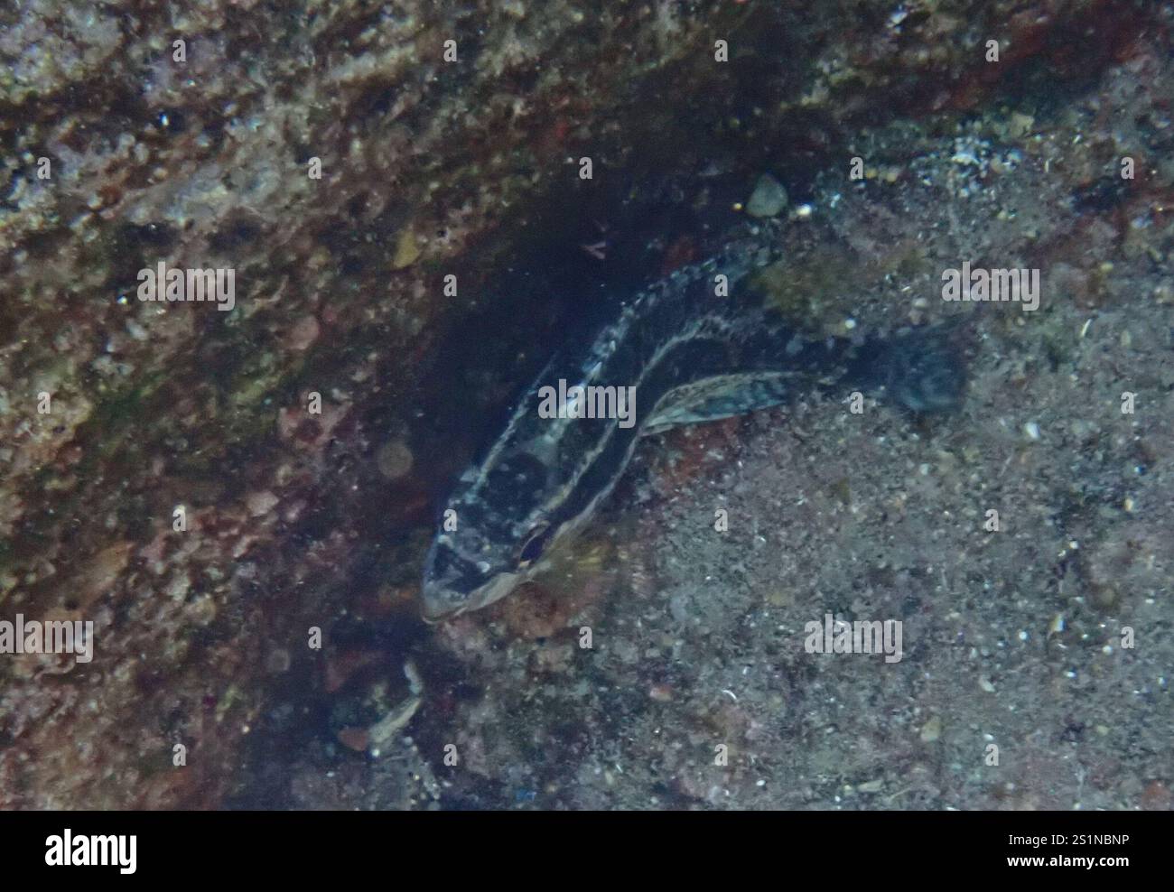 Dusky Spinefoot (Siganus luridus Stock Photo - Alamy