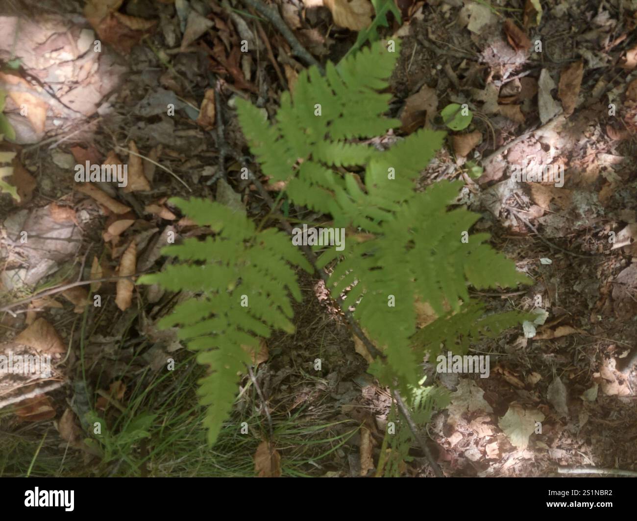 eagle fern (Pteridium aquilinum latiusculum Stock Photo - Alamy