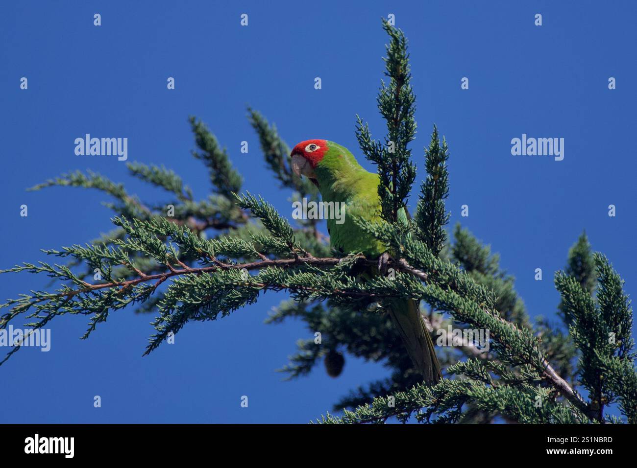 Red-masked Parakeet (Psittacara erythrogenys Stock Photo - Alamy