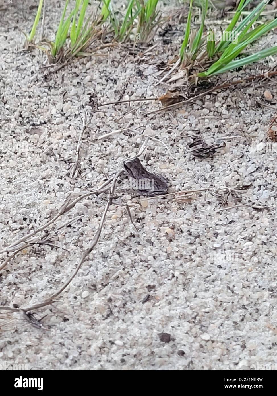 Pine Woods Tree Frog (Hyla femoralis Stock Photo - Alamy