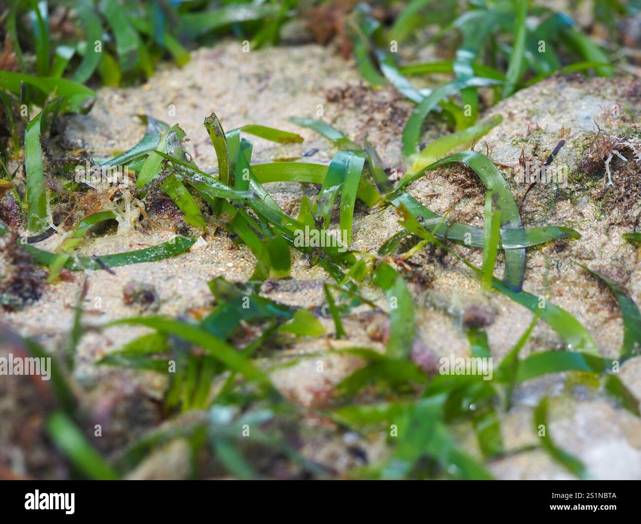 Sickle seagrass (Thalassia hemprichii Stock Photo - Alamy