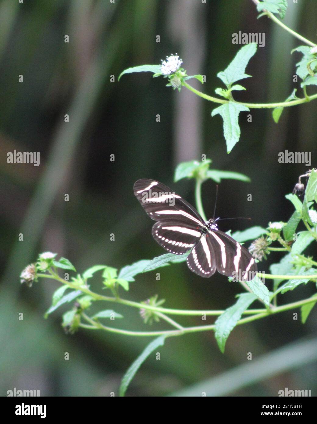 Zebra Longwing (Heliconius charithonia Stock Photo - Alamy