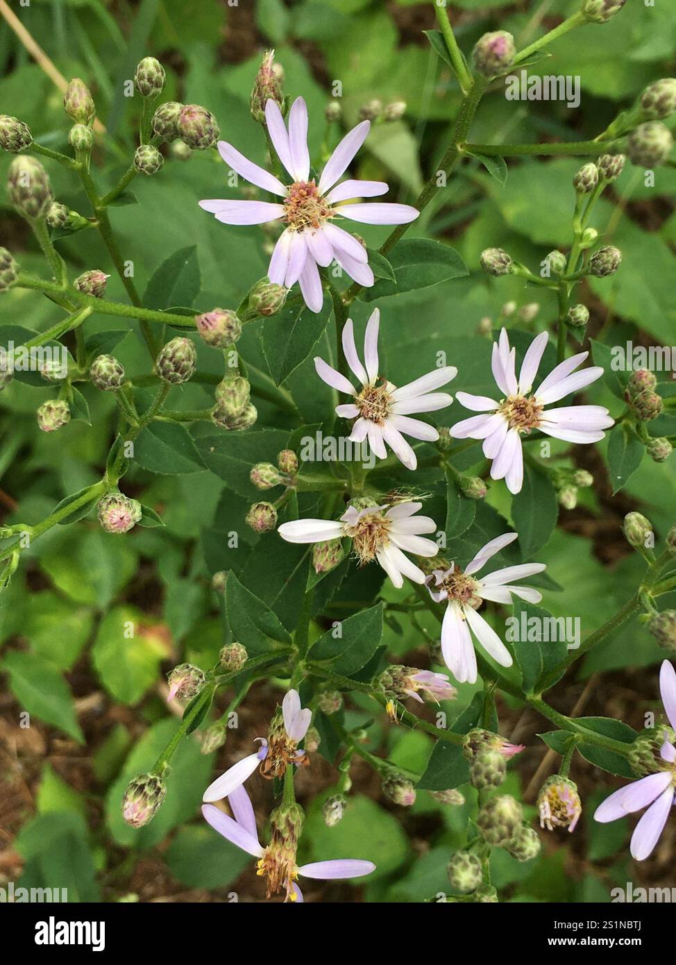 large-leaved aster (Eurybia macrophylla Stock Photo - Alamy