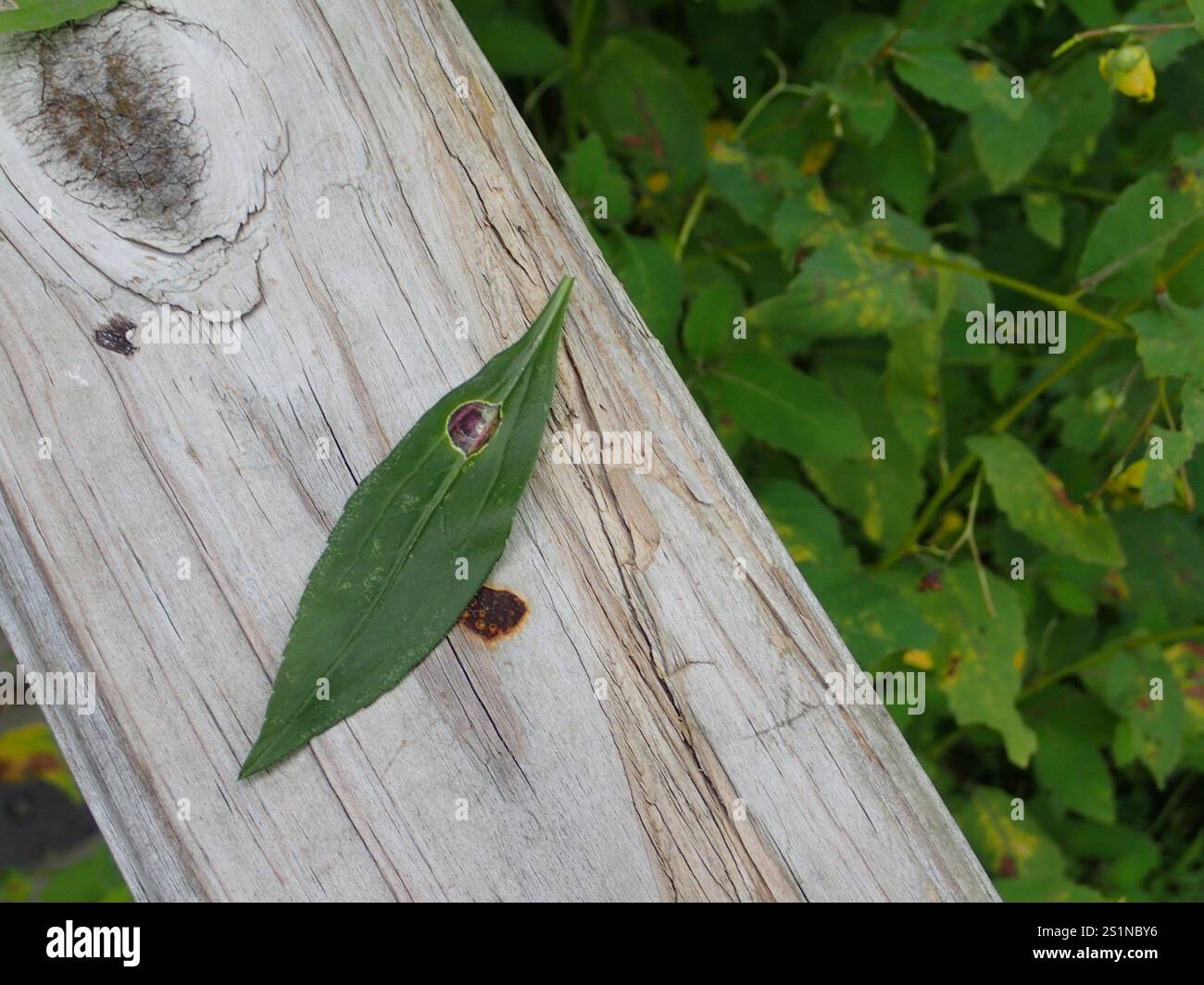 Carbonifera goldenrod gall midge (Asteromyia carbonifera Stock Photo ...