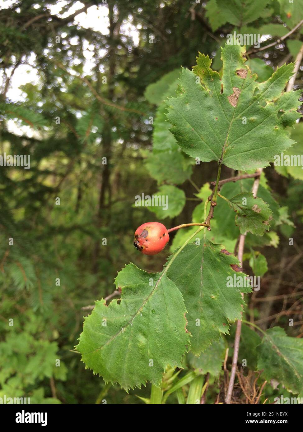 Scarlet Hawthorn (Crataegus coccinea Stock Photo - Alamy