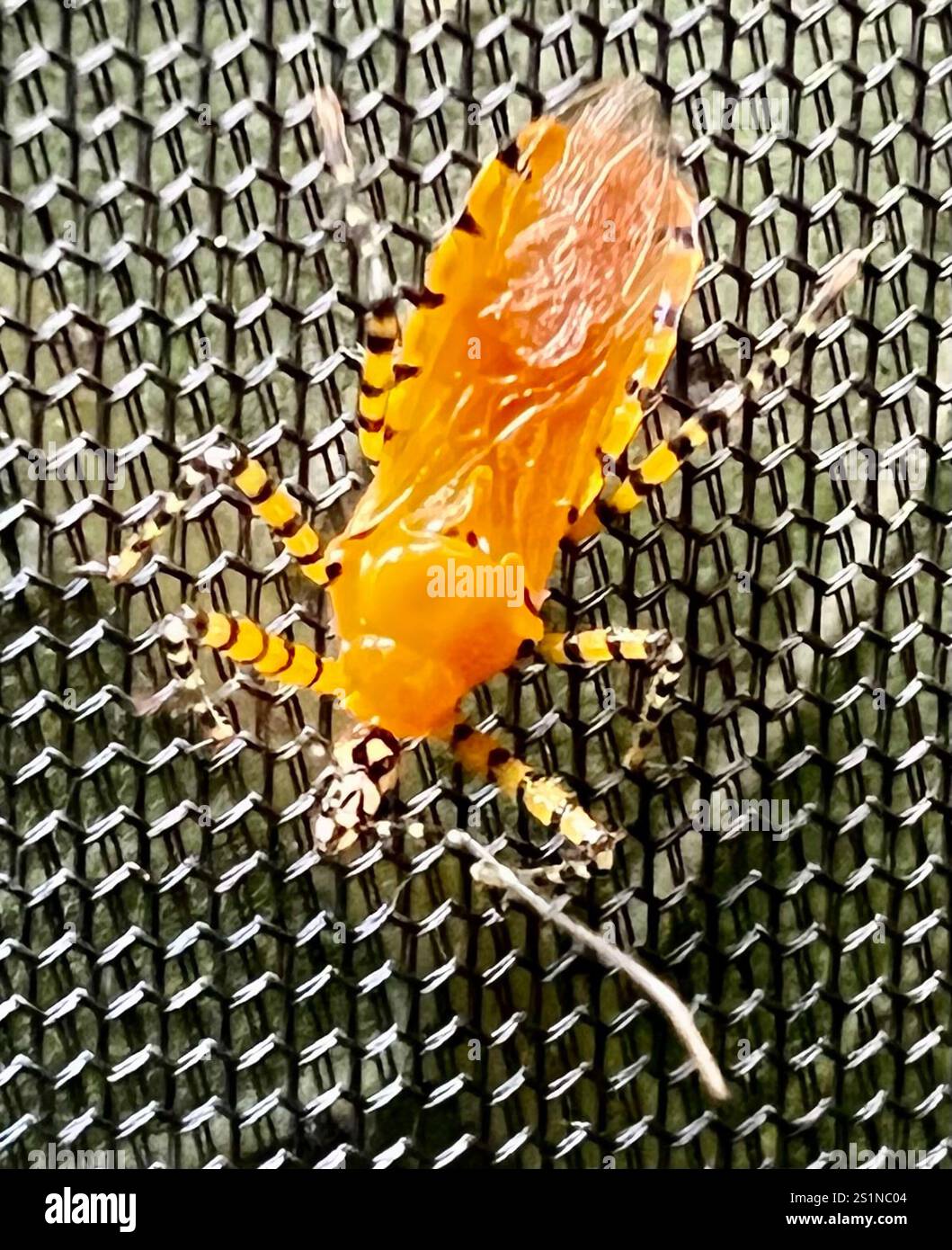 Orange Assassin Bug (Pselliopus barberi Stock Photo - Alamy