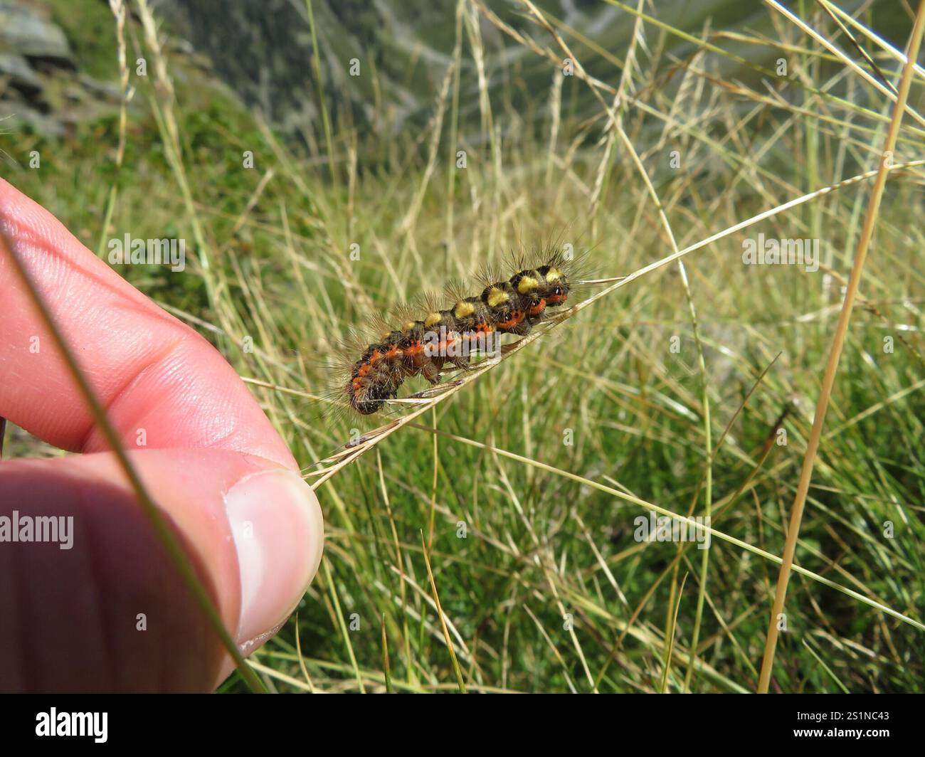 Sweet Gale Moth (Acronicta euphorbiae Stock Photo - Alamy