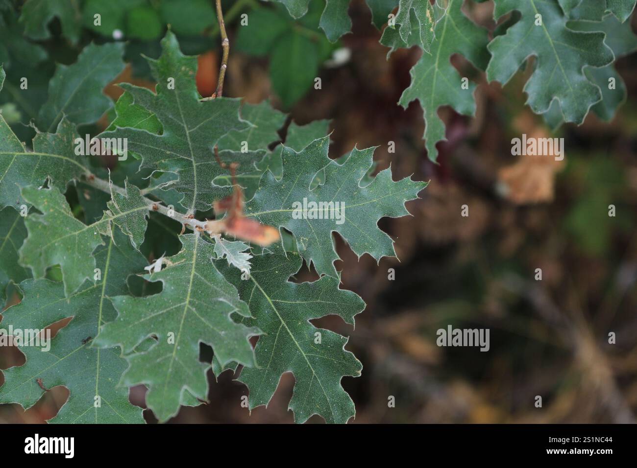 California black oak (Quercus kelloggii Stock Photo - Alamy