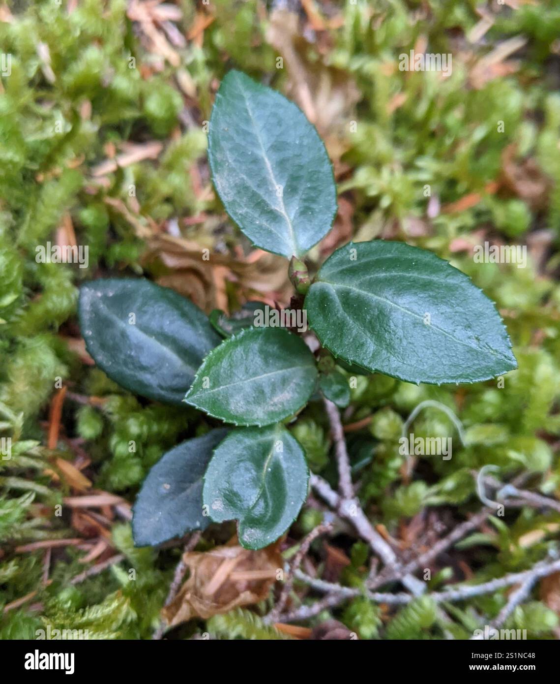 Little Prince's Pine (Chimaphila menziesii Stock Photo - Alamy