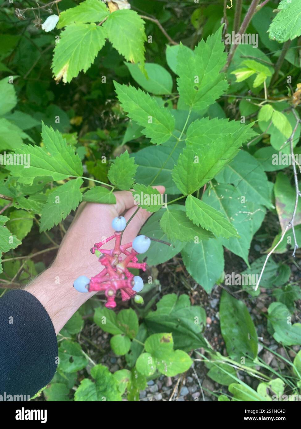 white baneberry (Actaea pachypoda Stock Photo - Alamy