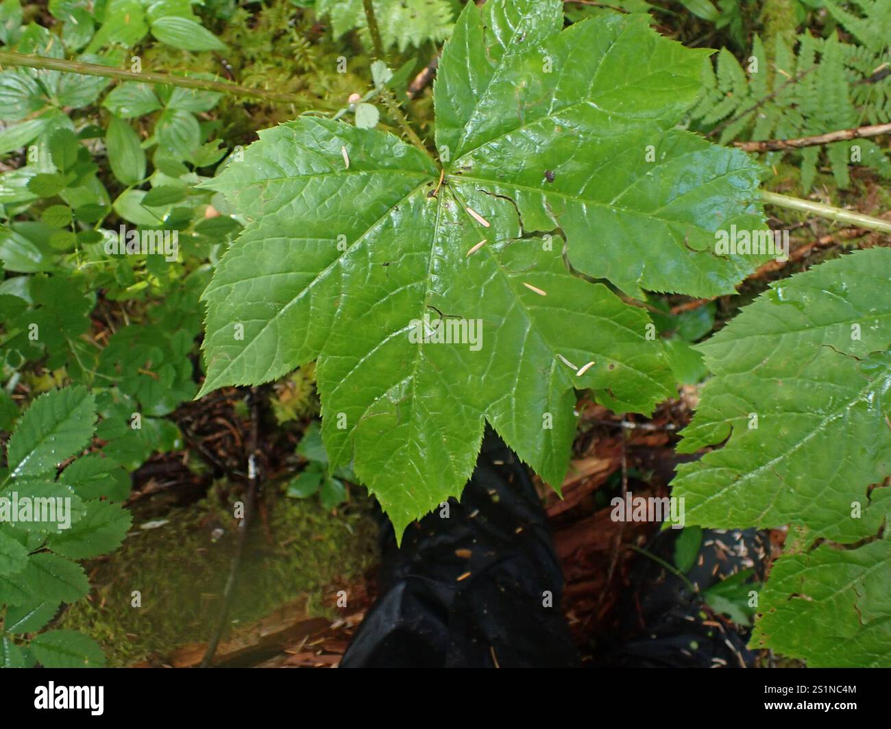 Devil's Club (Oplopanax horridus Stock Photo - Alamy