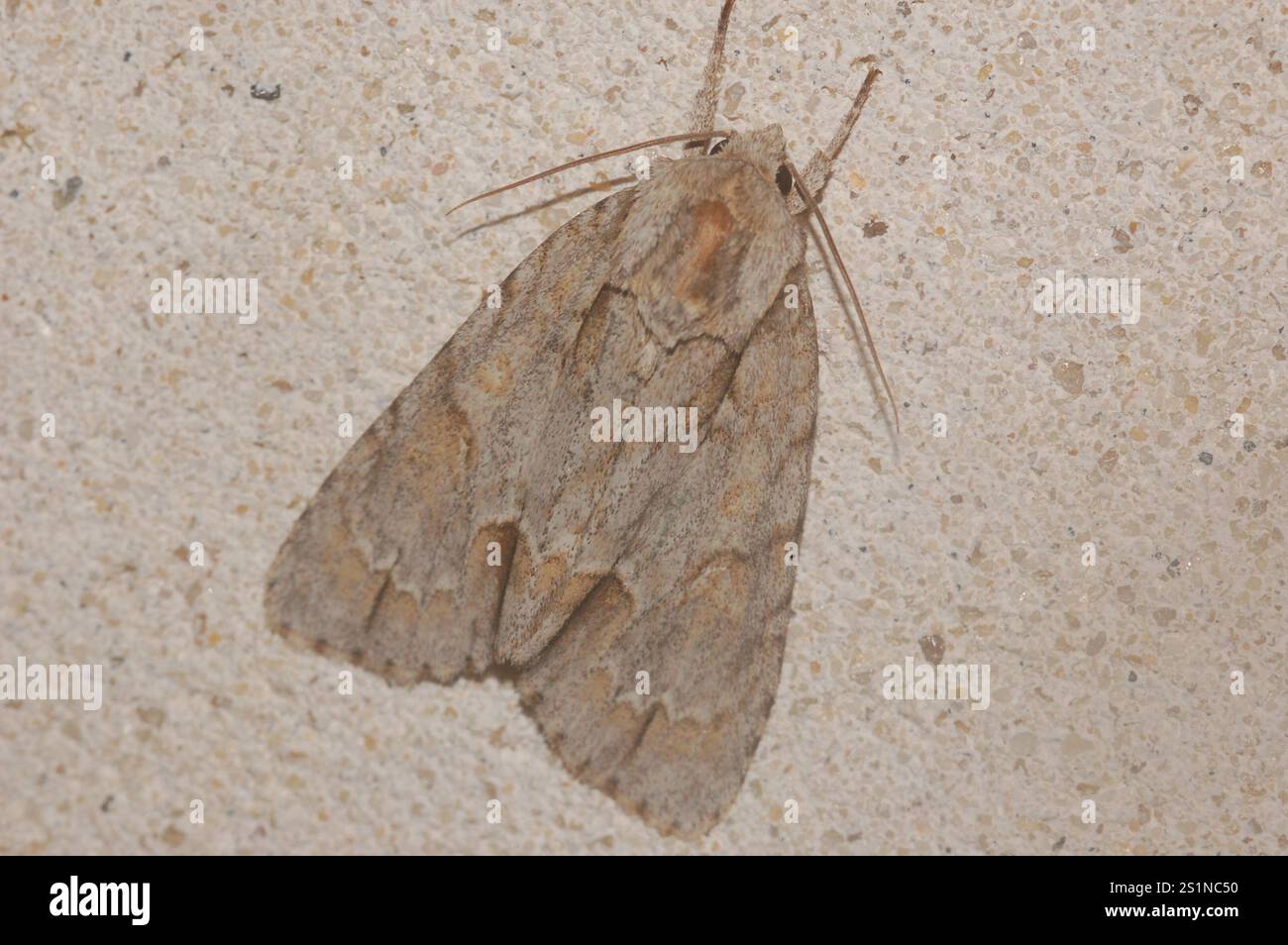 Ochre Dagger (Acronicta morula Stock Photo - Alamy