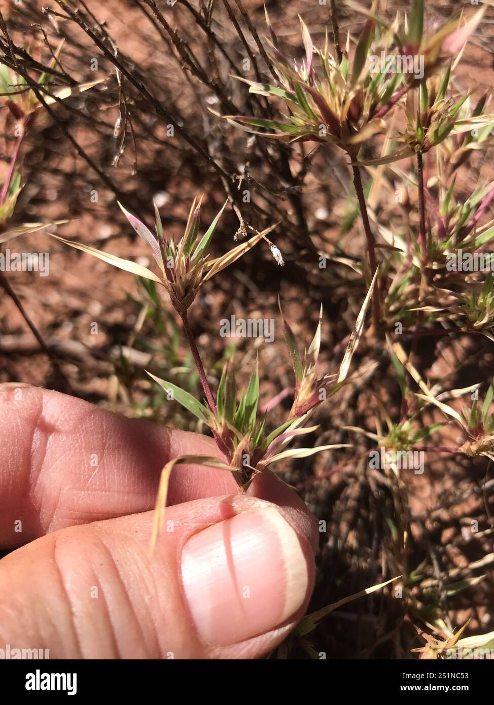 False Buffalograss (Munroa squarrosa Stock Photo - Alamy