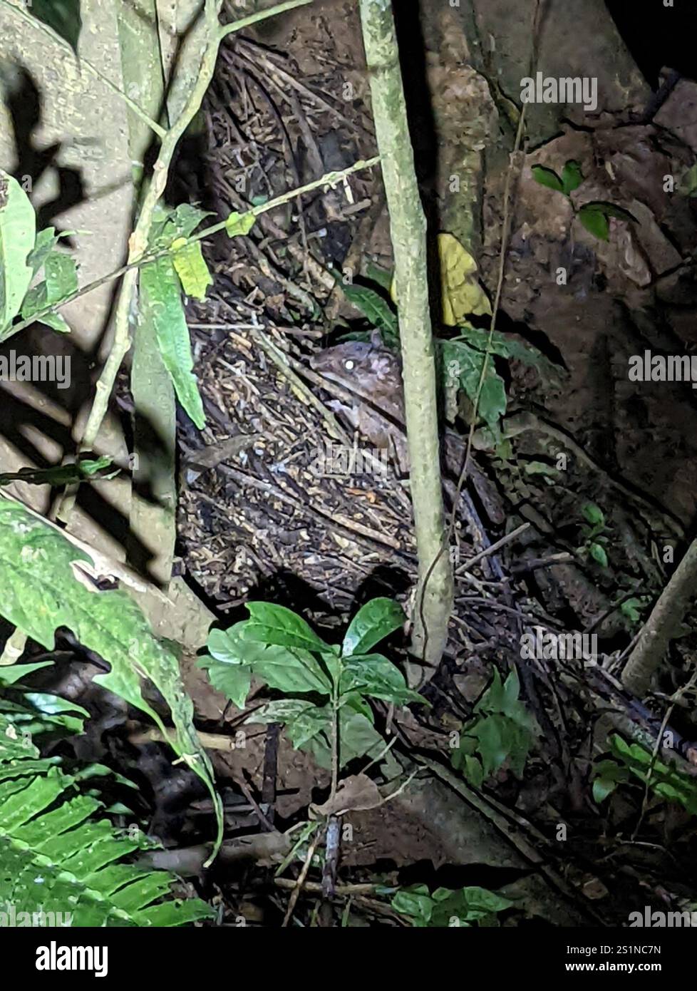 Spiny Rats and Hutias (Echimyidae Stock Photo - Alamy