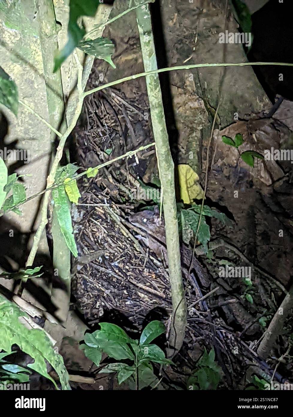 Spiny Rats and Hutias (Echimyidae Stock Photo - Alamy