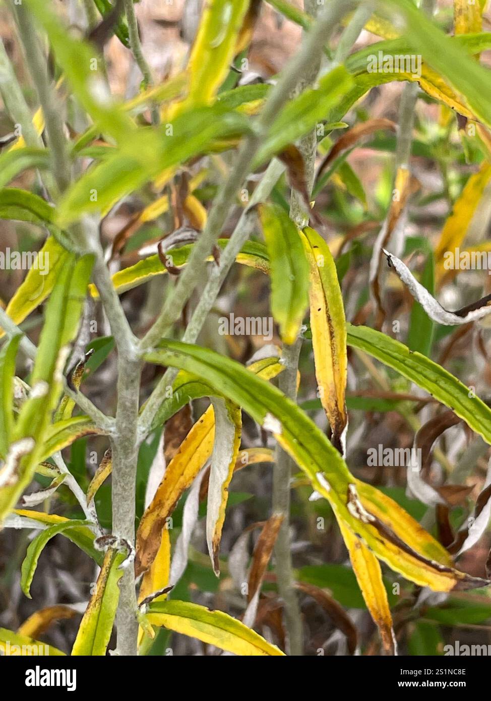 sweet everlasting (Pseudognaphalium obtusifolium Stock Photo - Alamy