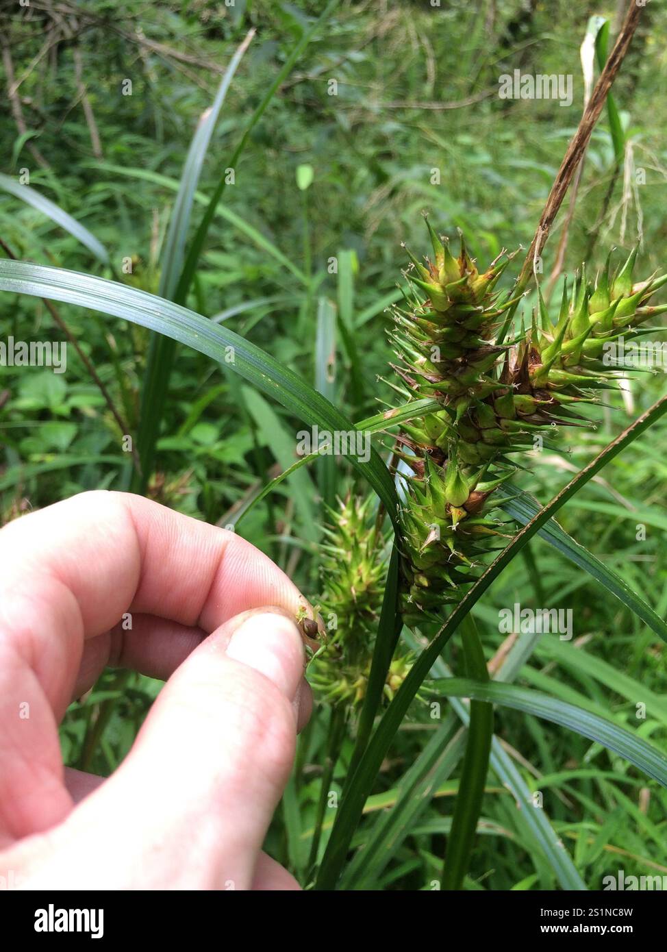 hop sedge (Carex lupulina Stock Photo - Alamy