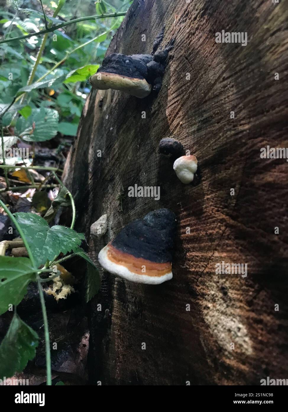 Red-banded Polypore (Fomitopsis pinicola Stock Photo - Alamy