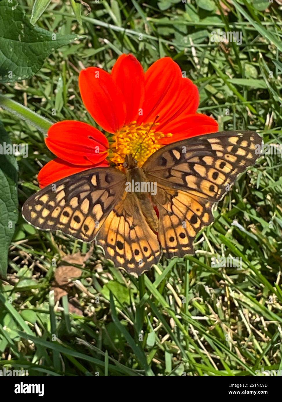 Variegated Fritillary (Euptoieta claudia Stock Photo - Alamy