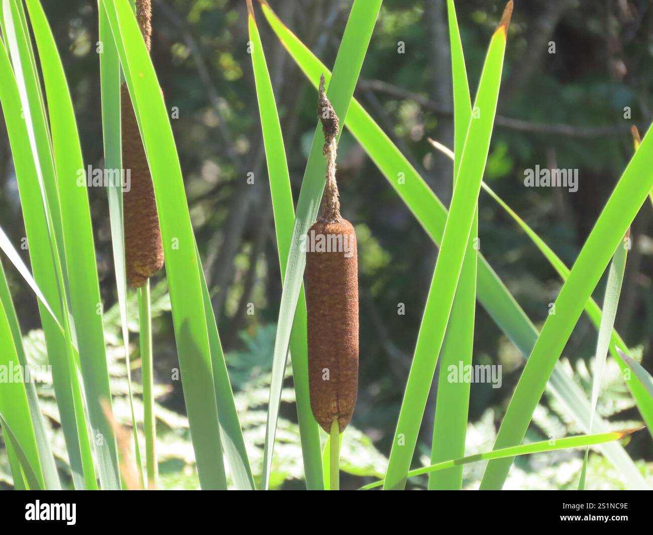broadleaf cattail (Typha latifolia Stock Photo - Alamy