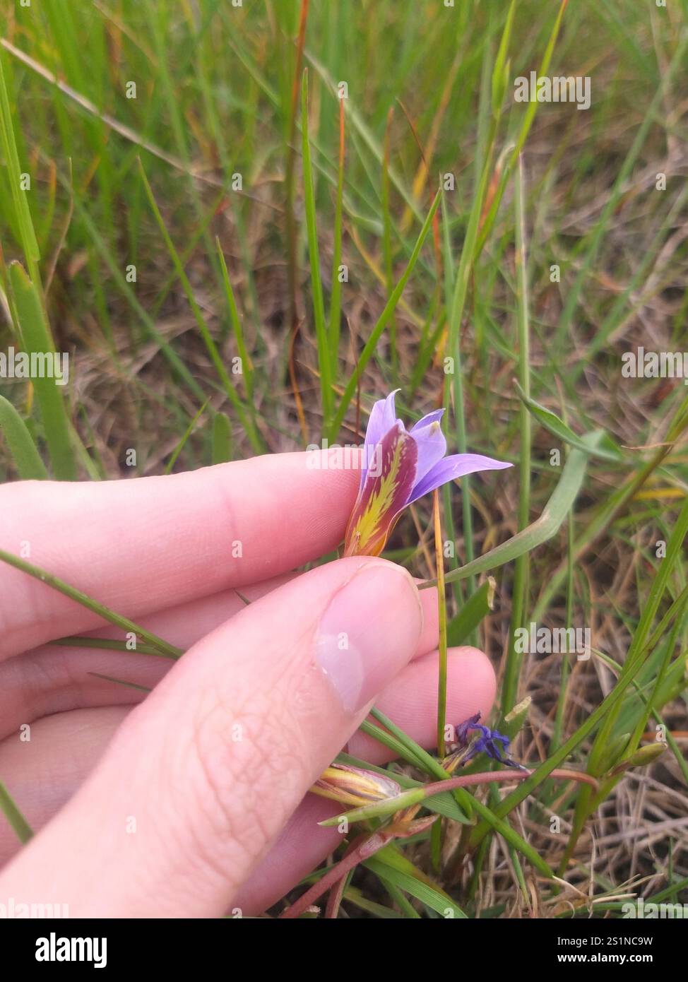 Table Froetang (Romulea tabularis Stock Photo - Alamy