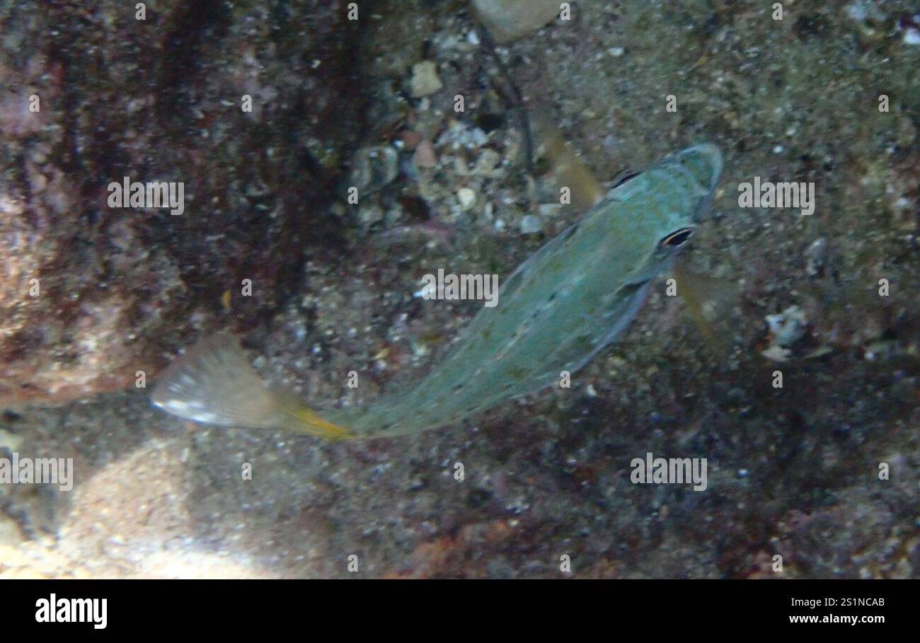 Dusky Spinefoot (Siganus luridus Stock Photo - Alamy