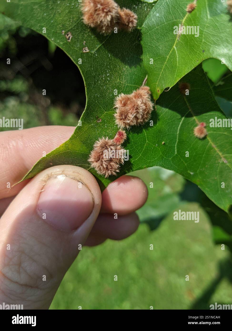Furry Oak Leaf Gall Wasp (Callirhytis furva Stock Photo - Alamy