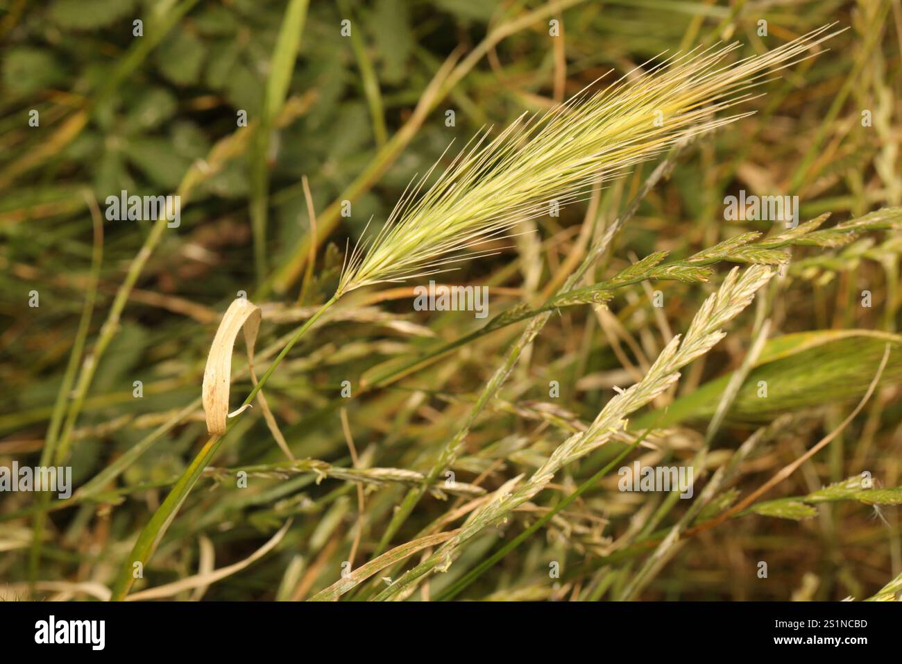wall barley (Hordeum murinum Stock Photo - Alamy