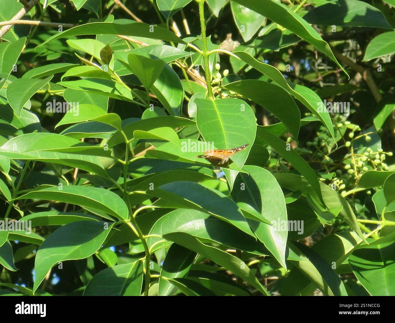 Hackberry Emperor (Asterocampa celtis Stock Photo - Alamy